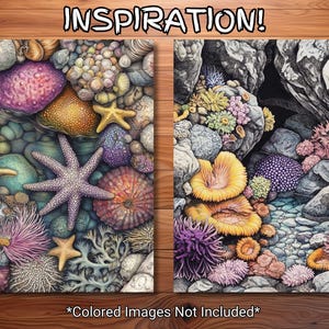 30 Tide Pool Coloring Page Book - Adults + Kids - Instant Download ...