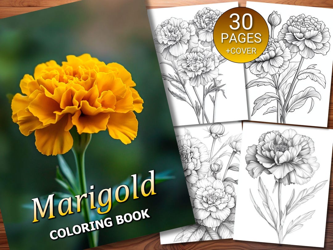 30 Marigold Coloring Page Book - Adults + Kids - Instant Download ...