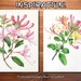 30 Honeysuckle Coloring Page Book - Adults + Kids - Instant Download ...