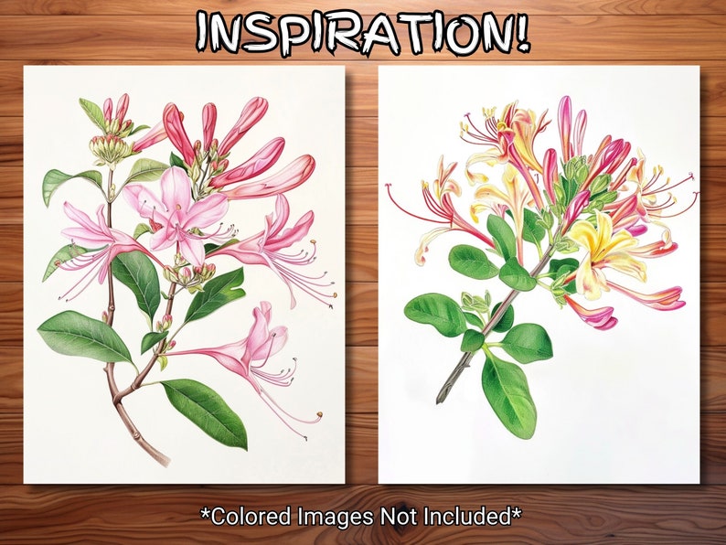 30 Honeysuckle Coloring Page Book - Adults + Kids - Instant Download ...