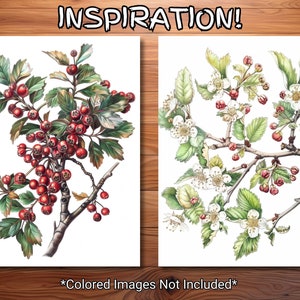30 Hawthorn Coloring Page Book - Adults + Kids - Instant Download ...