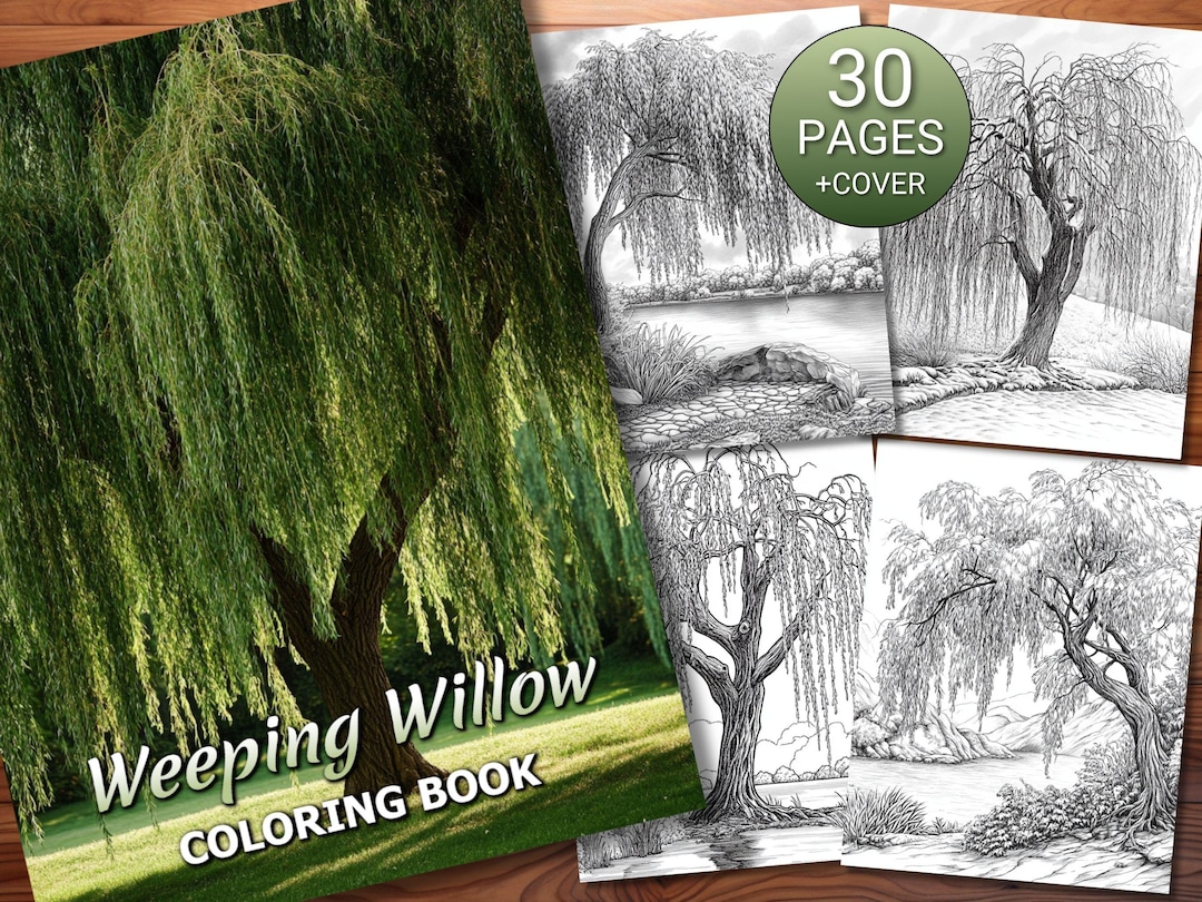 30 Weeping Willow Coloring Page Book - Adults + Kids - Instant Download ...
