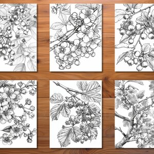 30 Hawthorn Coloring Page Book - Adults + Kids - Instant Download ...