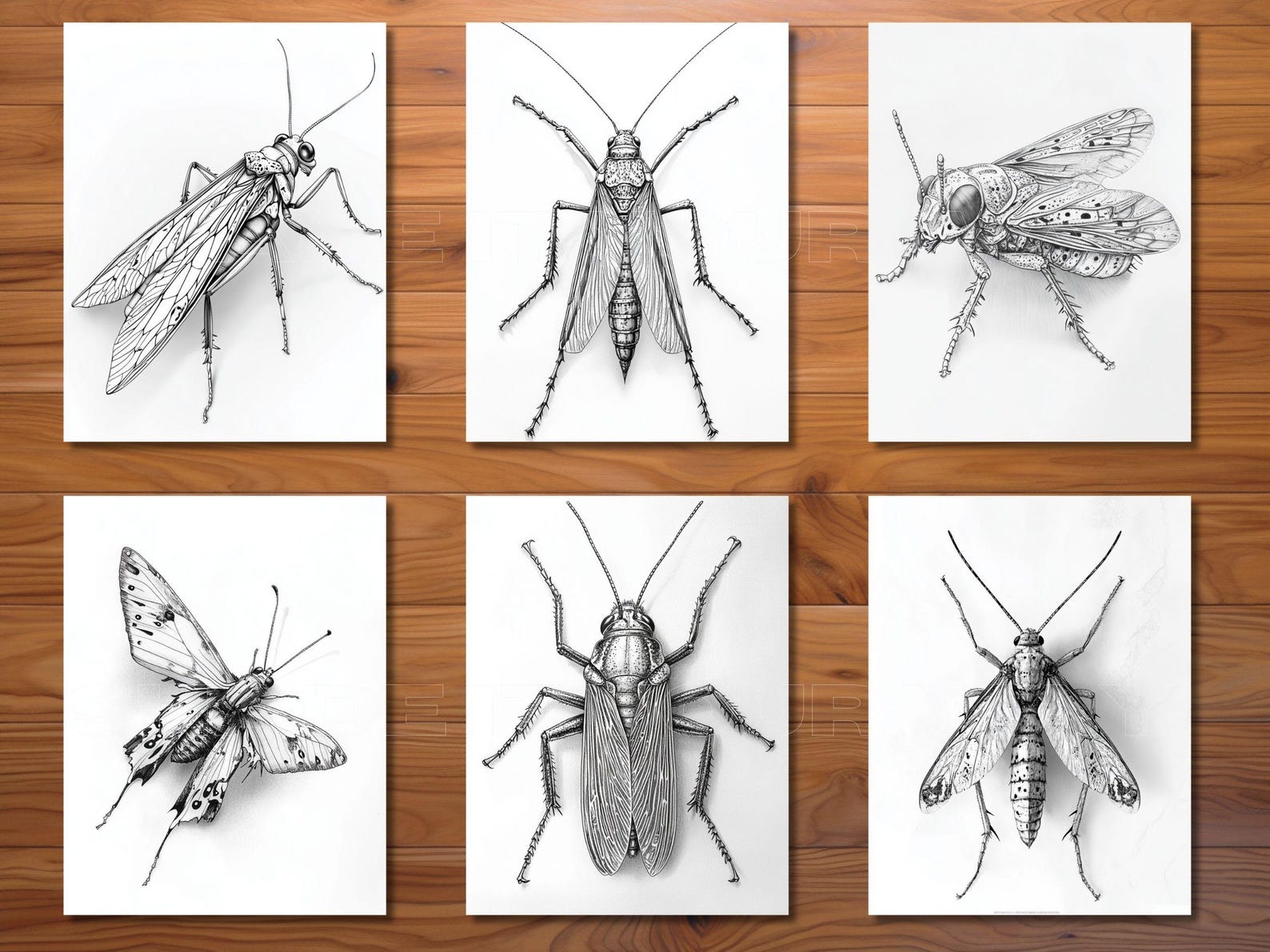 30 Insects Coloring Page Book - Adults + Kids - Instant Download ...