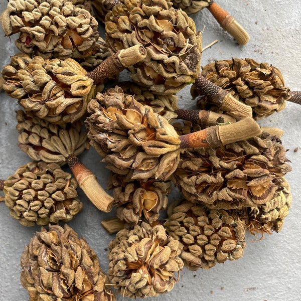 Magnolia Cones - Etsy