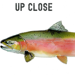 Pink Salmon Art Print, Dynamic Fish Illustration, High Quality Art ...