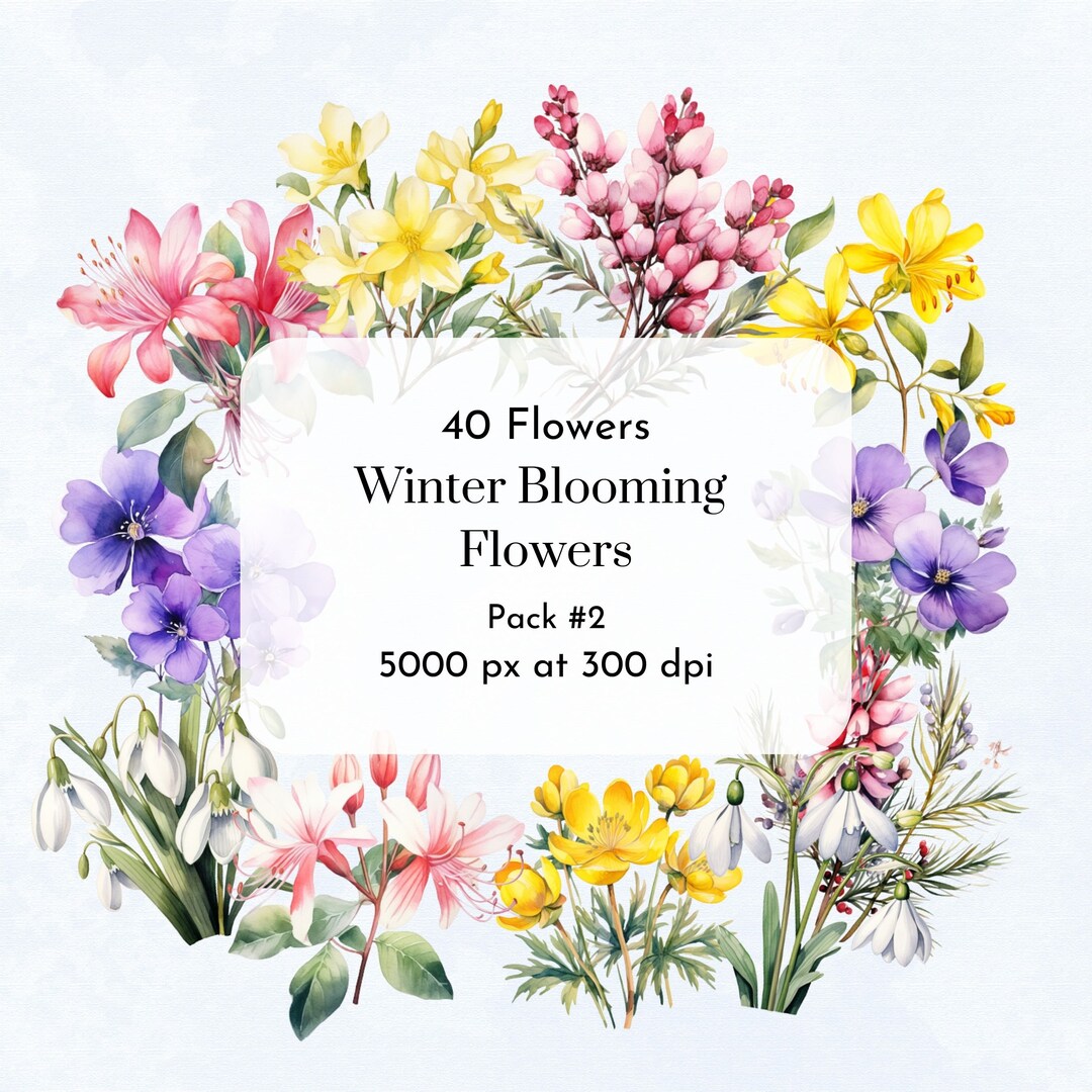 Floral Watercolor Clipart, Winter Flowers Pack 2, 40 Images 5000 Pixels ...