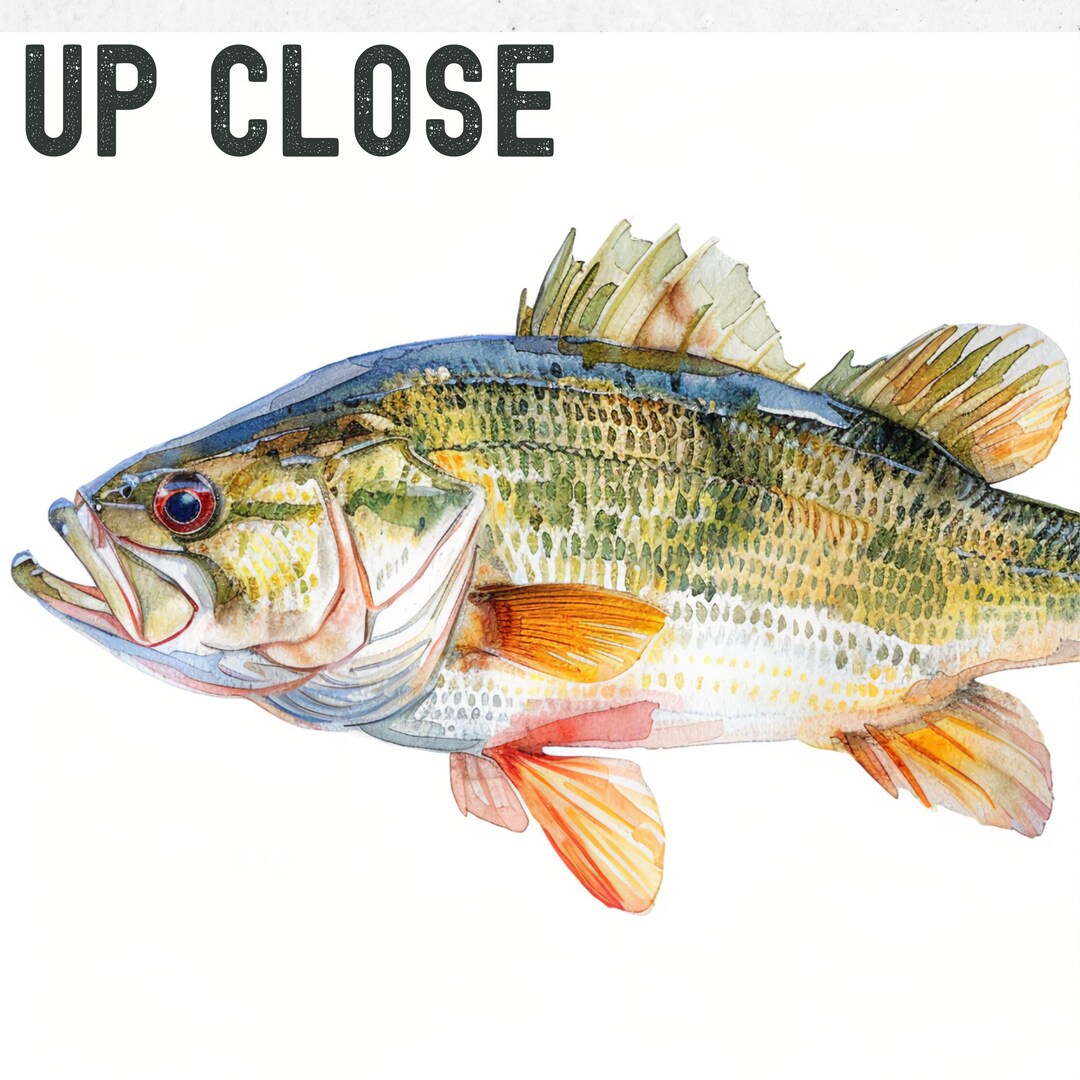 Bass Watercolor Art Print, Freshwater Fish Wall Decor, High Quality Art ...