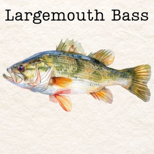 Freshwater Fish Vinyl Stickers, Weatherproof Stickers, Bright Colored ...