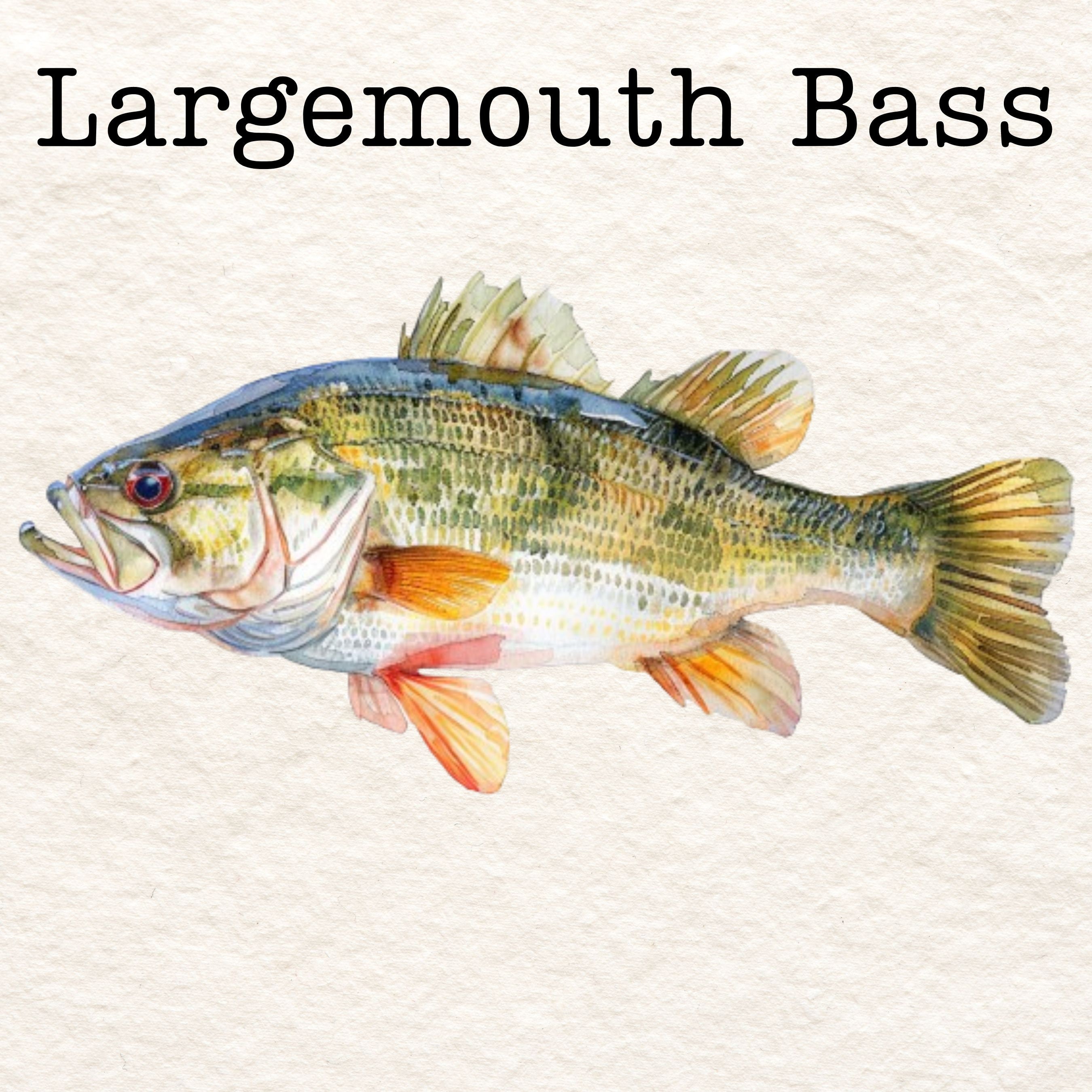 Freshwater Fish Vinyl Stickers, Weatherproof Stickers, Bright Colored ...
