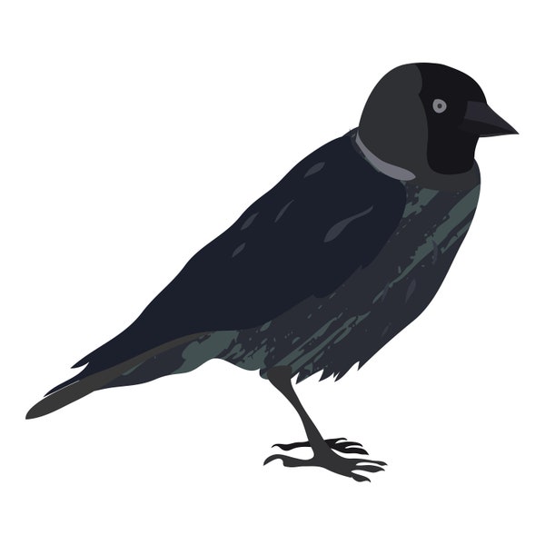 Jackdaw - Etsy