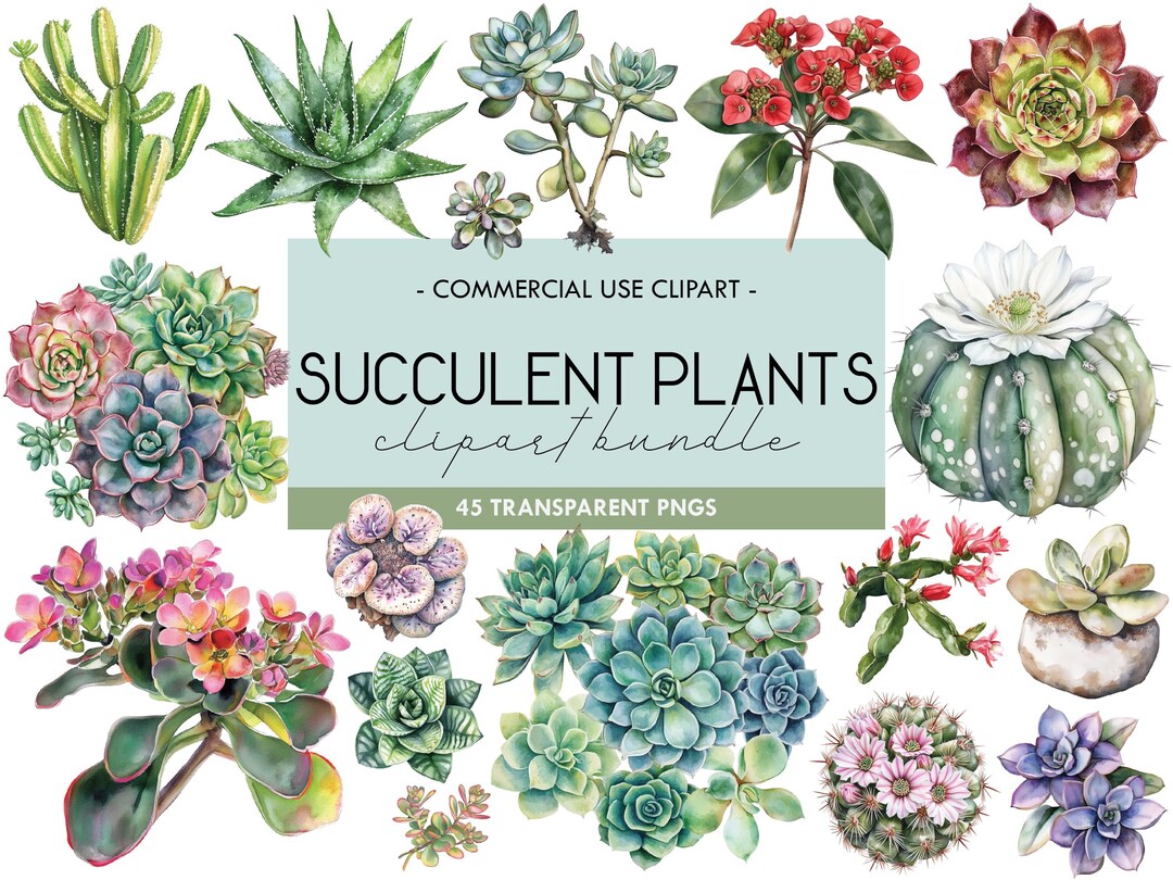 Watercolor Succulent Plants Clipart: Cactus PNG Graphics (digital ...