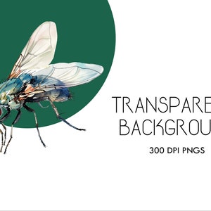 Watercolor Insects Clipart: Bug Illustrations, Transparent PNG (digital ...