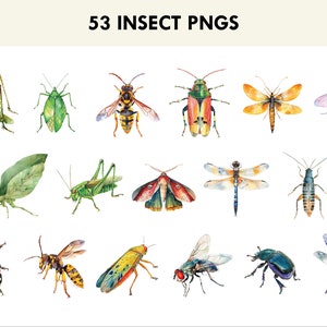 Watercolor Insects Clipart: Bug Illustrations, Transparent PNG (digital ...