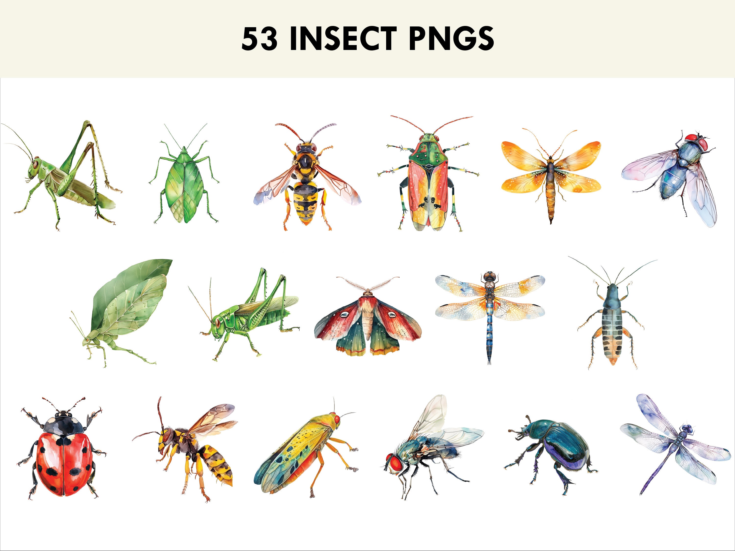 Watercolor Insects Clipart: Bug Illustrations, Transparent PNG (digital ...