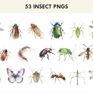 Watercolor Insects Clipart: Bug Illustrations, Transparent PNG (digital ...