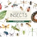 Watercolor Insects Clipart: Bug Illustrations, Transparent PNG (digital ...