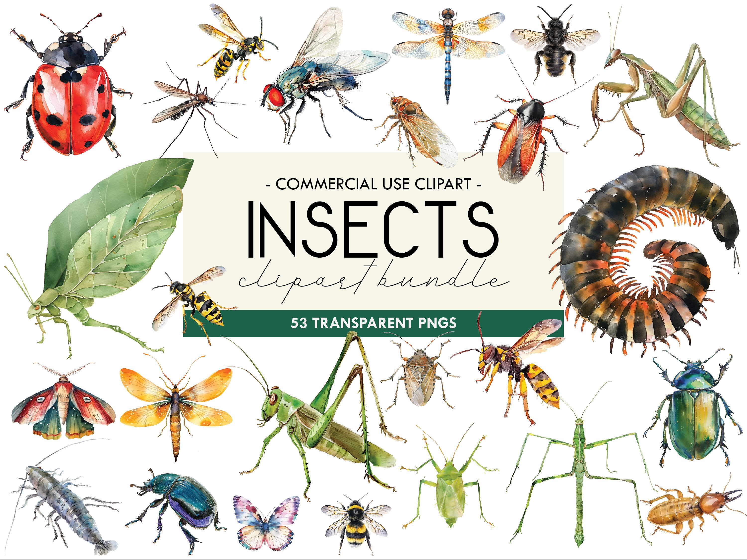 Watercolor Insects Clipart: Bug Illustrations, Transparent PNG (digital ...