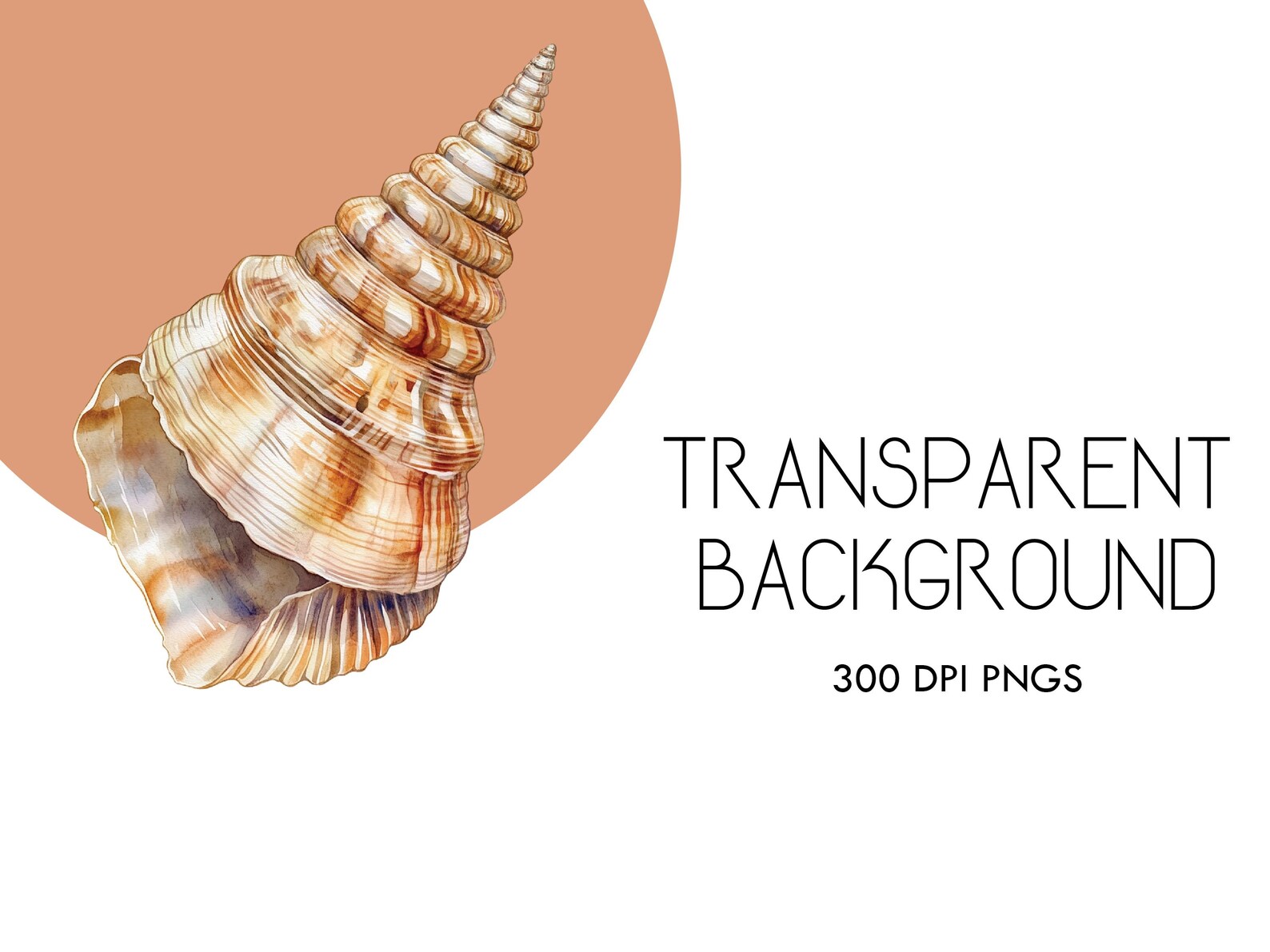 Seashells Watercolor Clipart, Ocean-themed Graphics, Conch Shell ...
