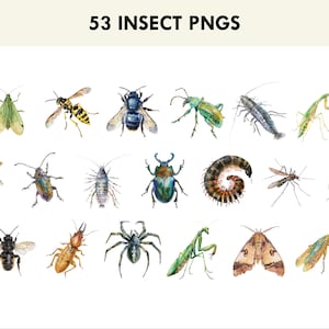 Watercolor Insects Clipart: Bug Illustrations, Transparent PNG (digital ...