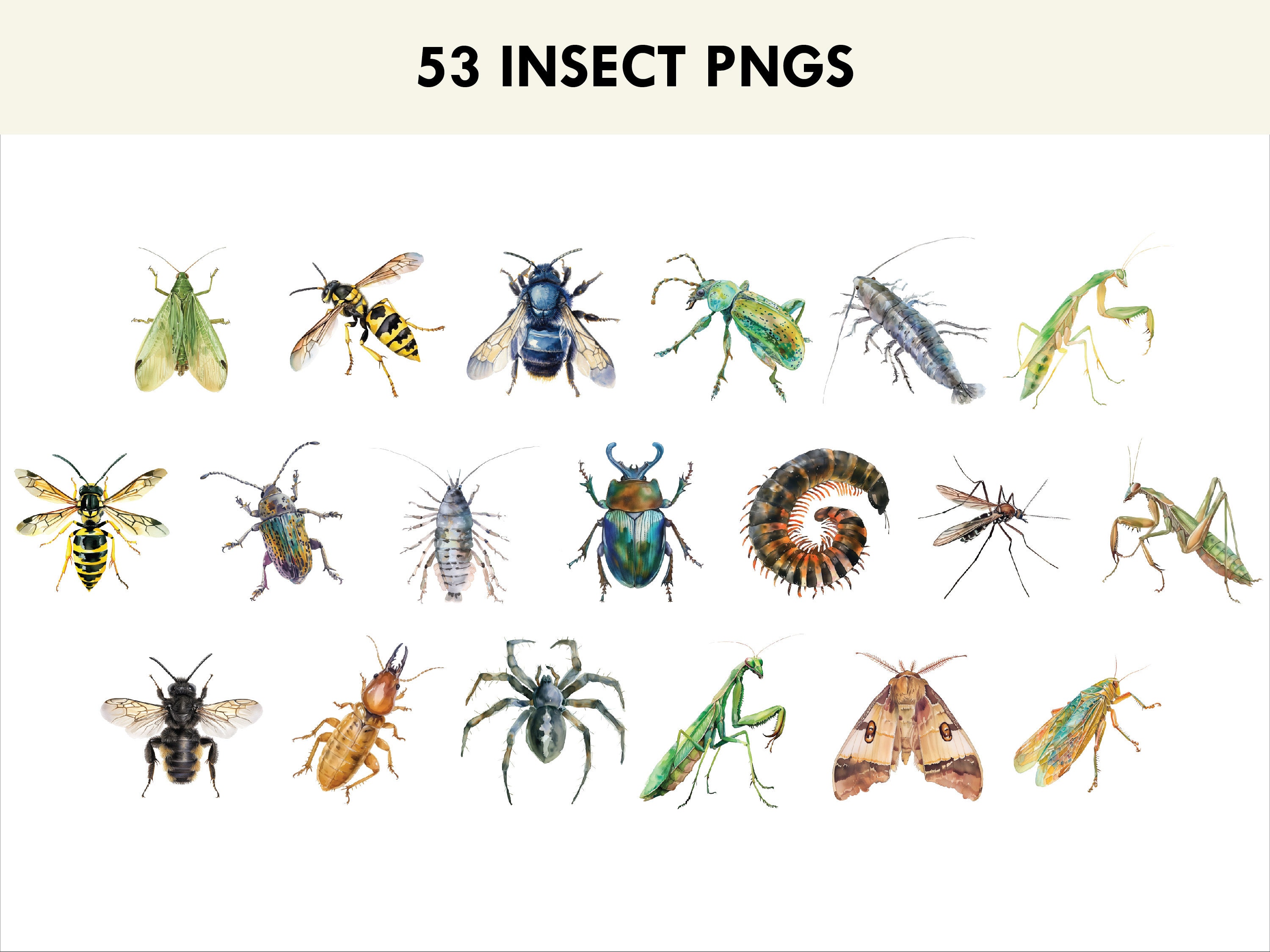 Watercolor Insects Clipart: Bug Illustrations, Transparent PNG (digital ...