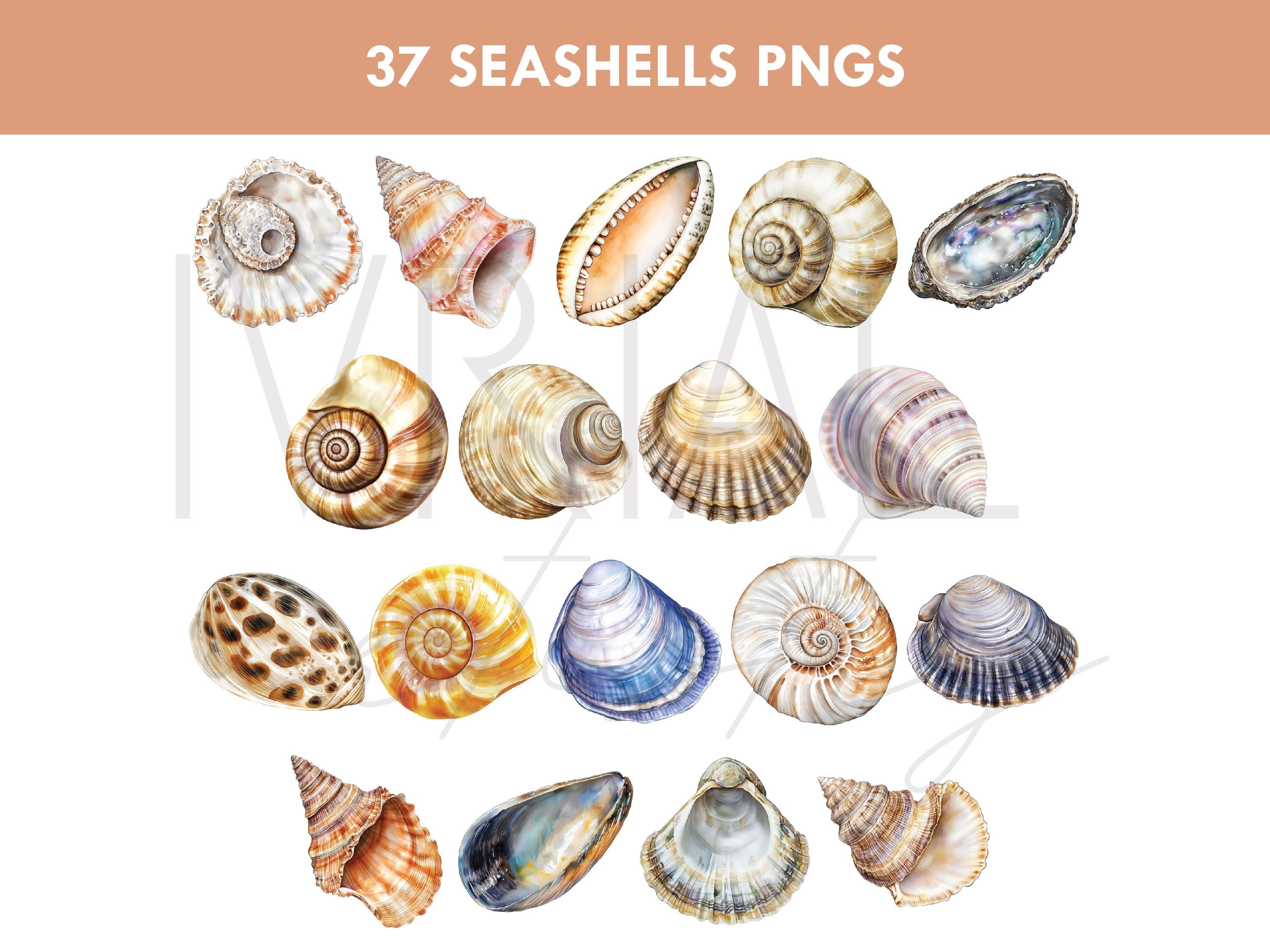 Seashells Watercolor Clipart, Ocean-themed Graphics, Conch Shell ...