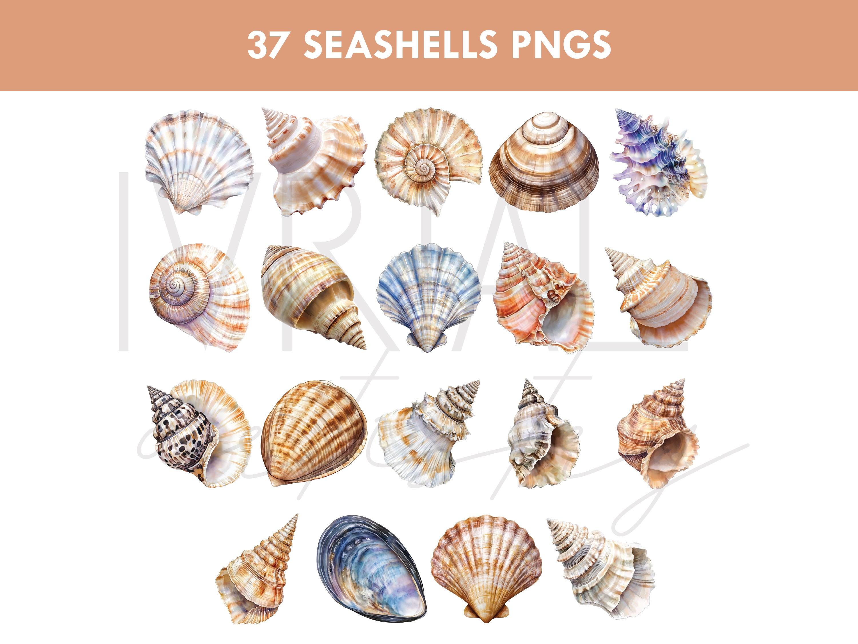 Seashells Watercolor Clipart, Ocean-themed Graphics, Conch Shell ...