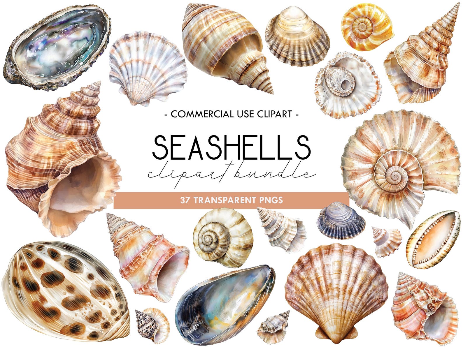 Seashells Watercolor Clipart, Ocean-themed Graphics, Conch Shell ...