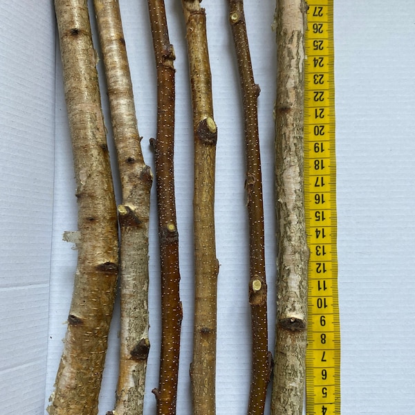 Birch Branches - Etsy