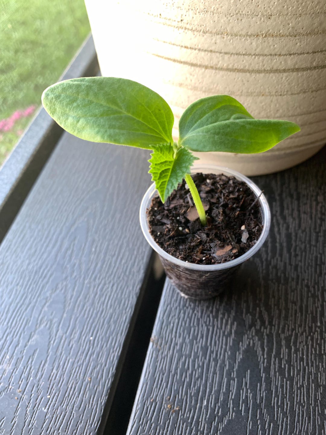 LIVE | Space Master Cucumber Seedling/plug | 2-3inch in 3oz Cup ...