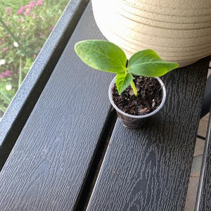 LIVE | Space Master Cucumber Seedling/plug | 2-3inch in 3oz Cup ...