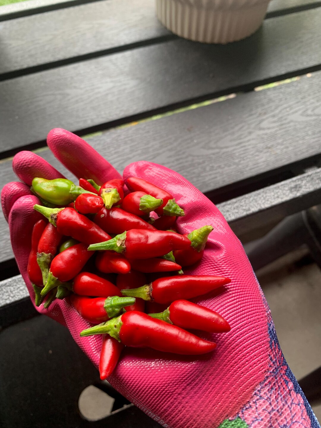 30 Seeds per Order Red Thai Pepper Seeds Oriental Peppers Spicy Hot ...