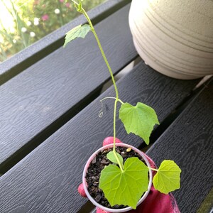 LIVE | 2 Cucamelon Mexican Sour Gherkin Seedlings | Young Seedling ...