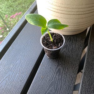 LIVE | Space Master Cucumber Seedling/plug | 2-3inch in 3oz Cup ...