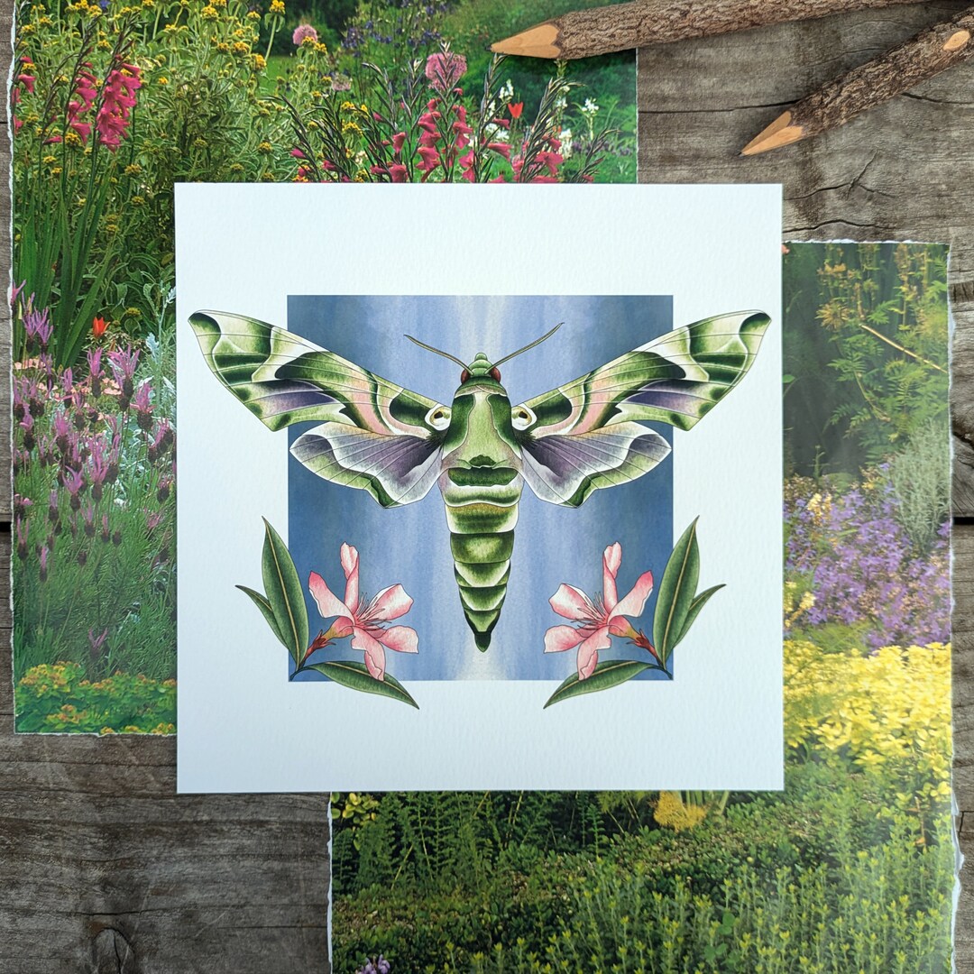 Hawk Moth Art Print | Moth Gift Ideas | Moth Wall Art | Moth Home Decor ...