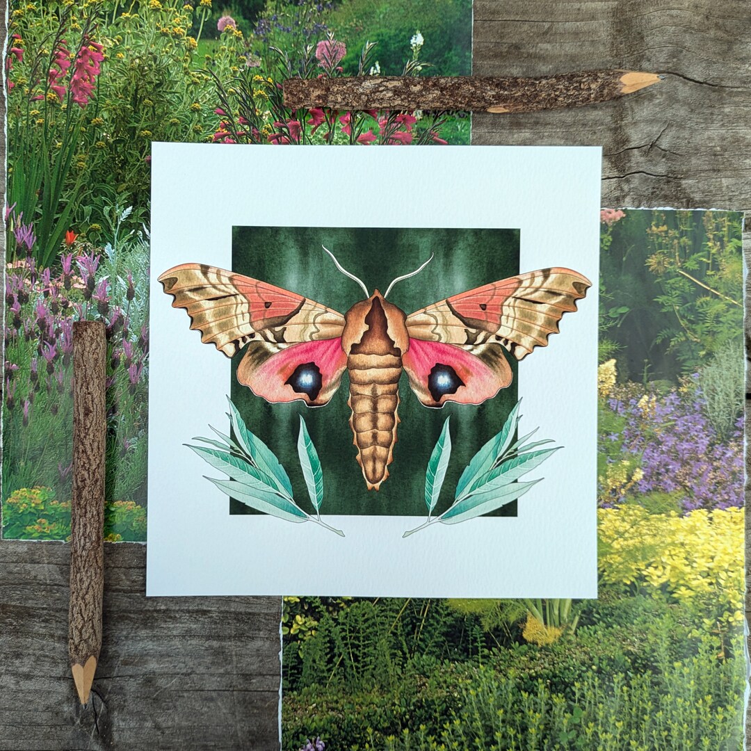 Sphinx Moth Art Print Moth Gift Idea Moth Wall Art Moth Home Decor ...