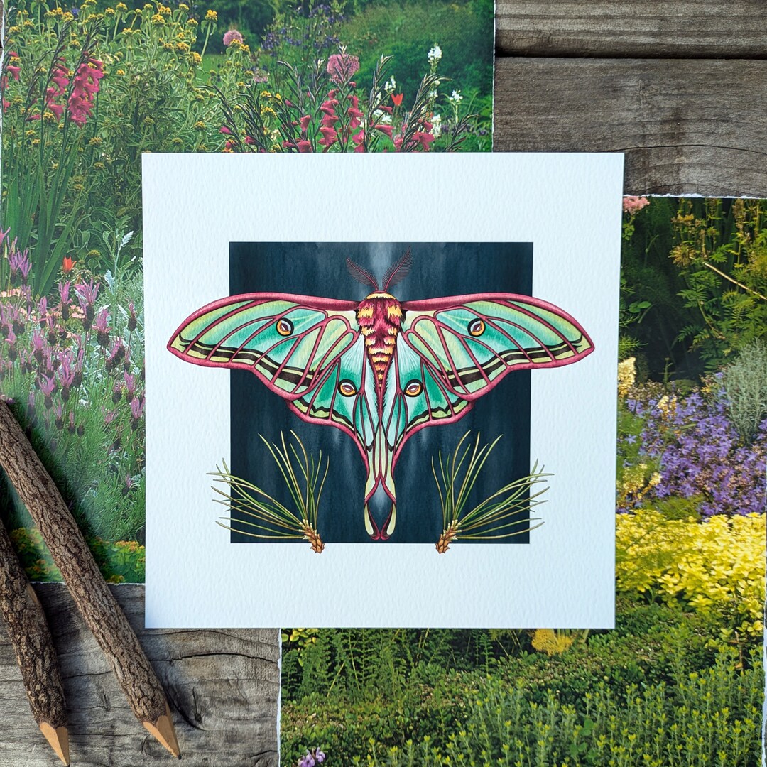 Moon Moth Art Print | Moth Gift Ideas | Moth Wall Art | Moth Home Decor ...