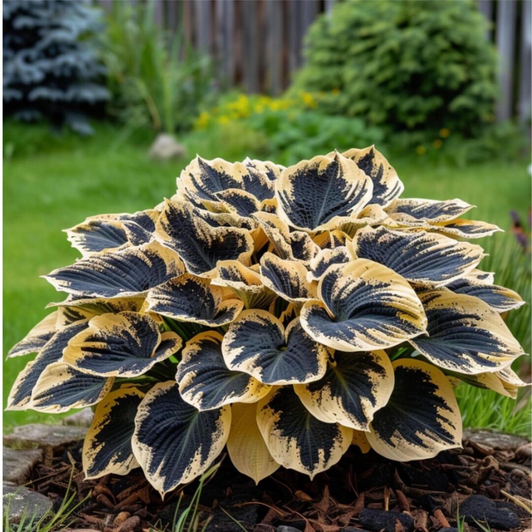 295+ USA Hosta Flower Seeds | Non-gmo Heirloom Perennial for Home ...