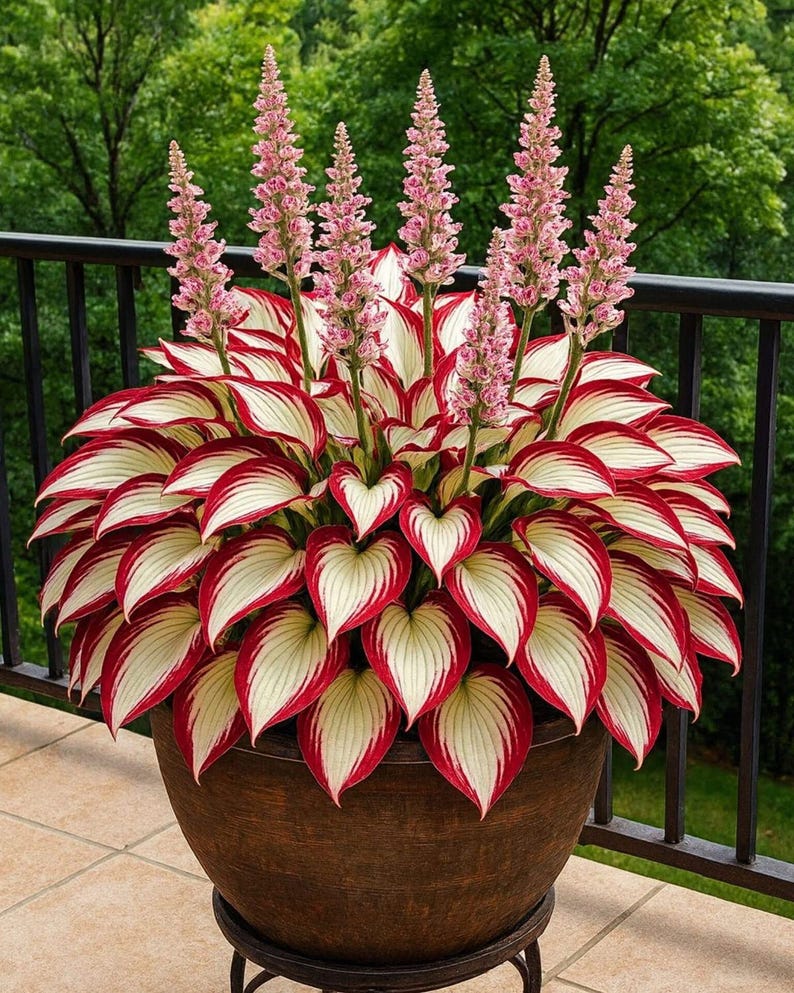 50 Multicolor Hosta Flower Seeds – Imported Perennial Garden Plant Kit ...