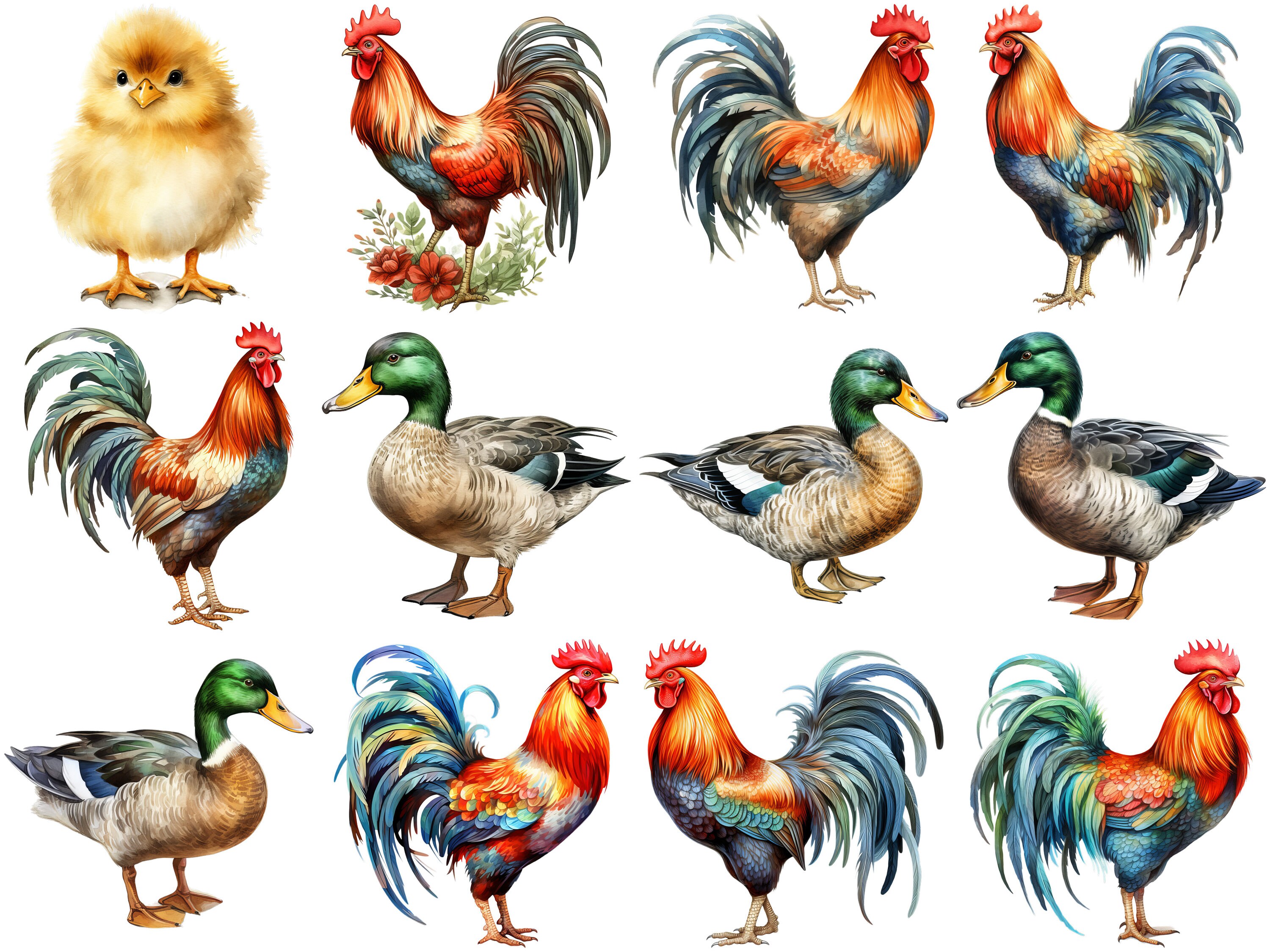 Farm Birds Clipart Bundle: Watercolor Roosters, Chickens, Ducks ...