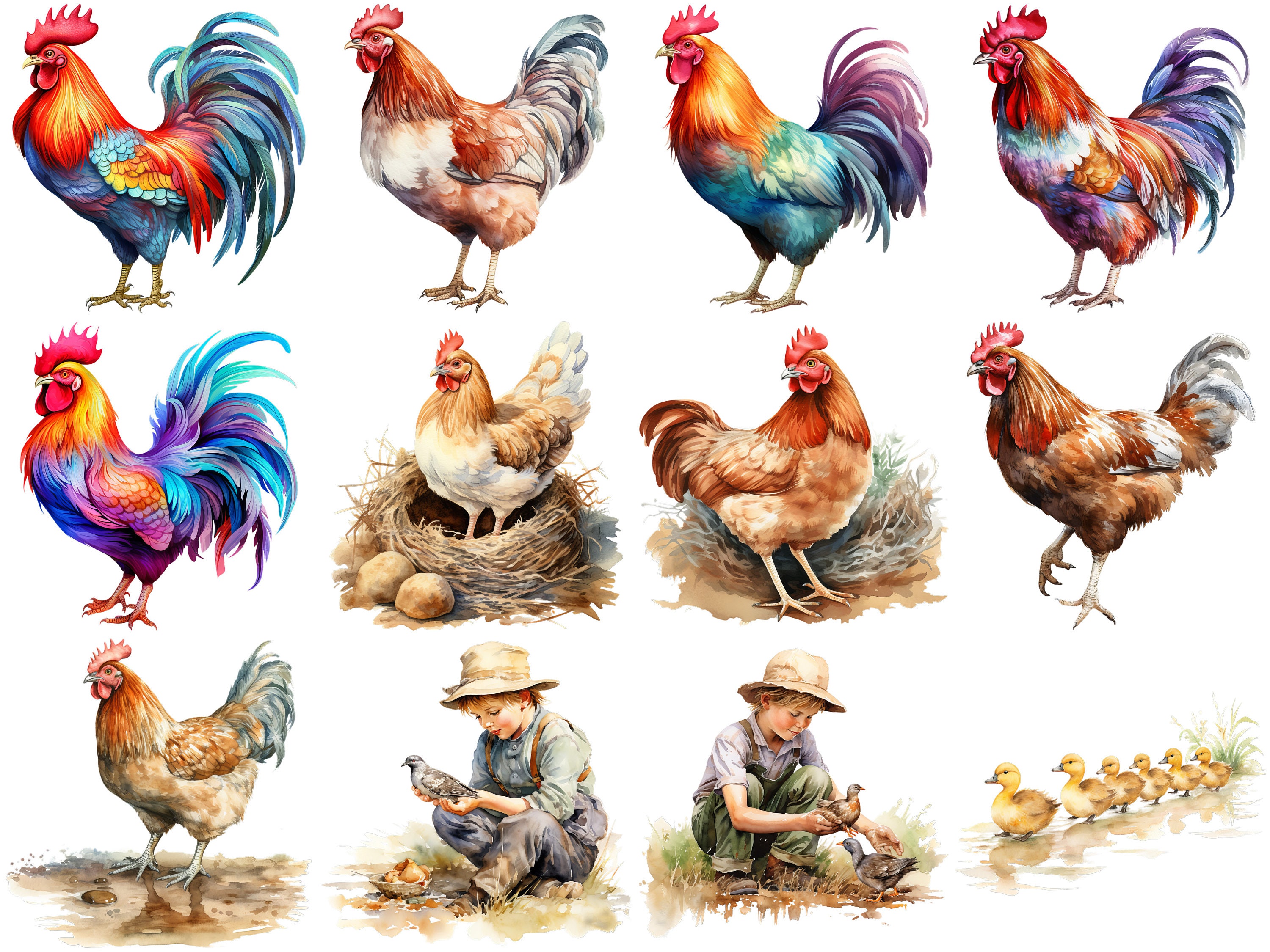 Farm Birds Clipart Bundle: Watercolor Roosters, Chickens, Ducks ...