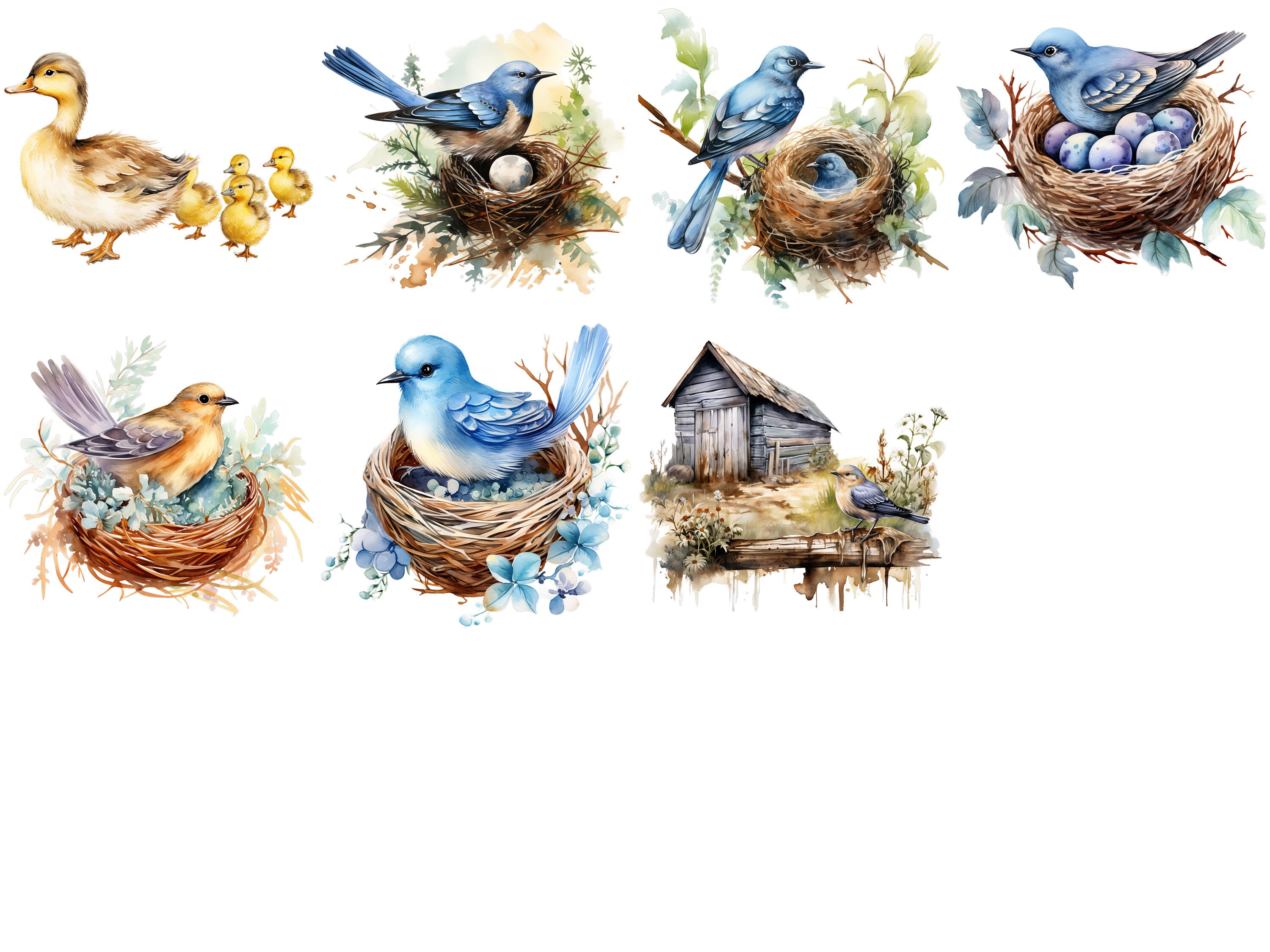 Farm Birds Clipart Bundle: Watercolor Roosters, Chickens, Ducks ...