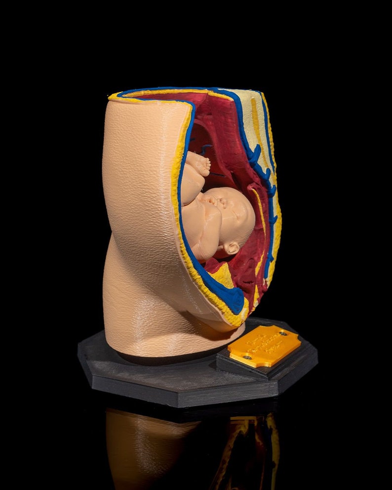 Anatomical Female Reproductive System High Quality 3d Print Etsy