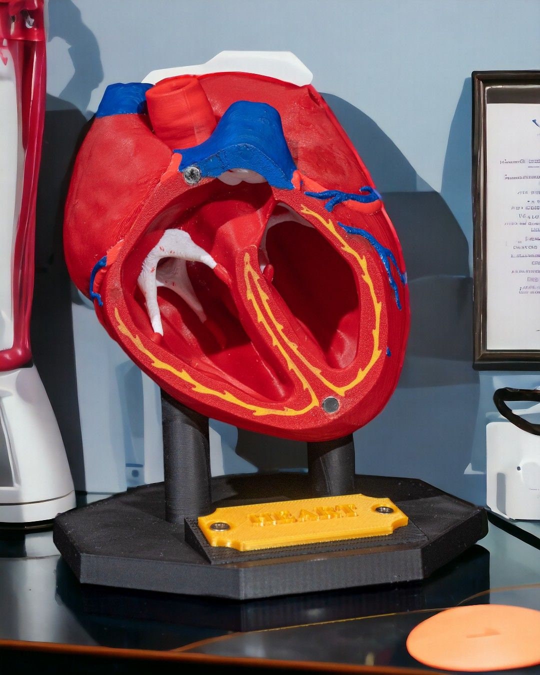 3D Printed Heart Model - High Quality Heart Replica for Education ...