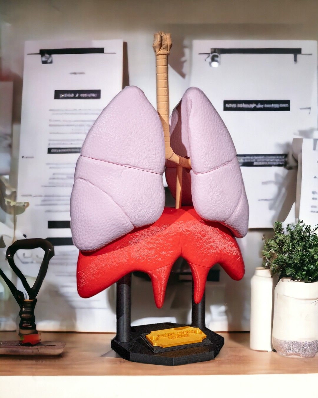 Lung Anatomical Model 43cm High-quality 3D Printed - Etsy