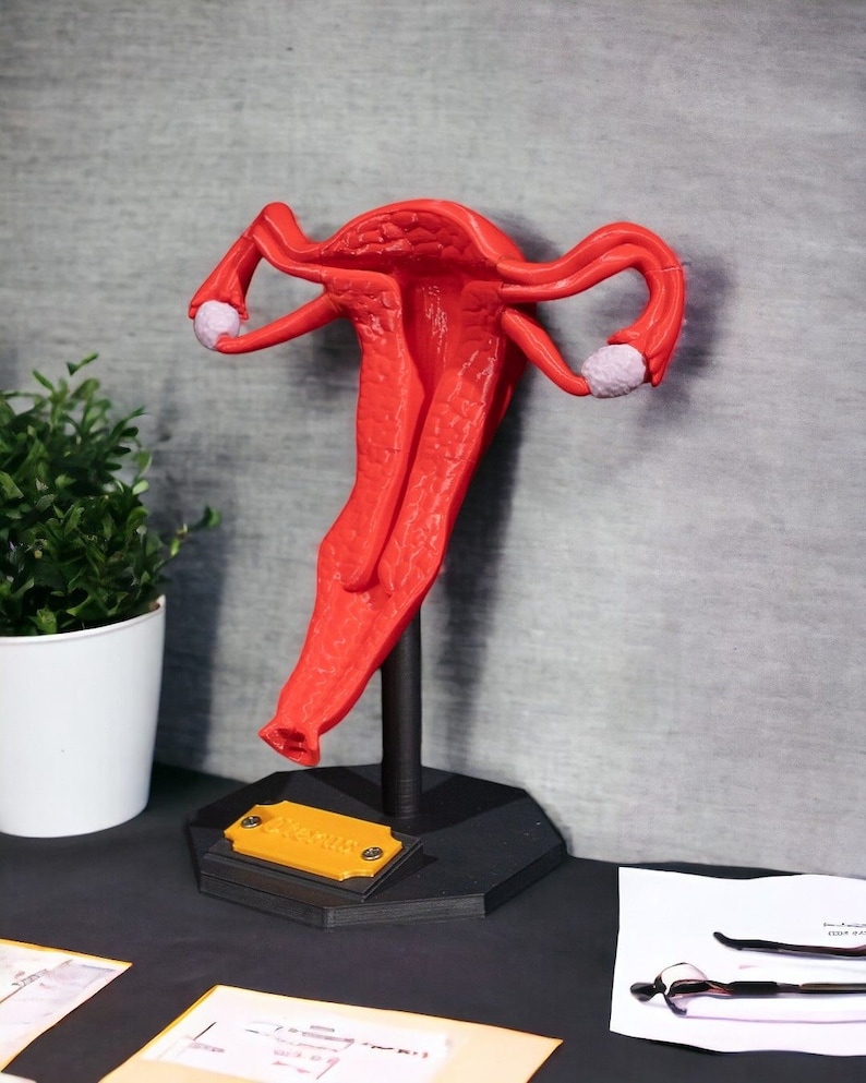 Female Uterus Model 3D Print | Reproductive System Replica - Etsy