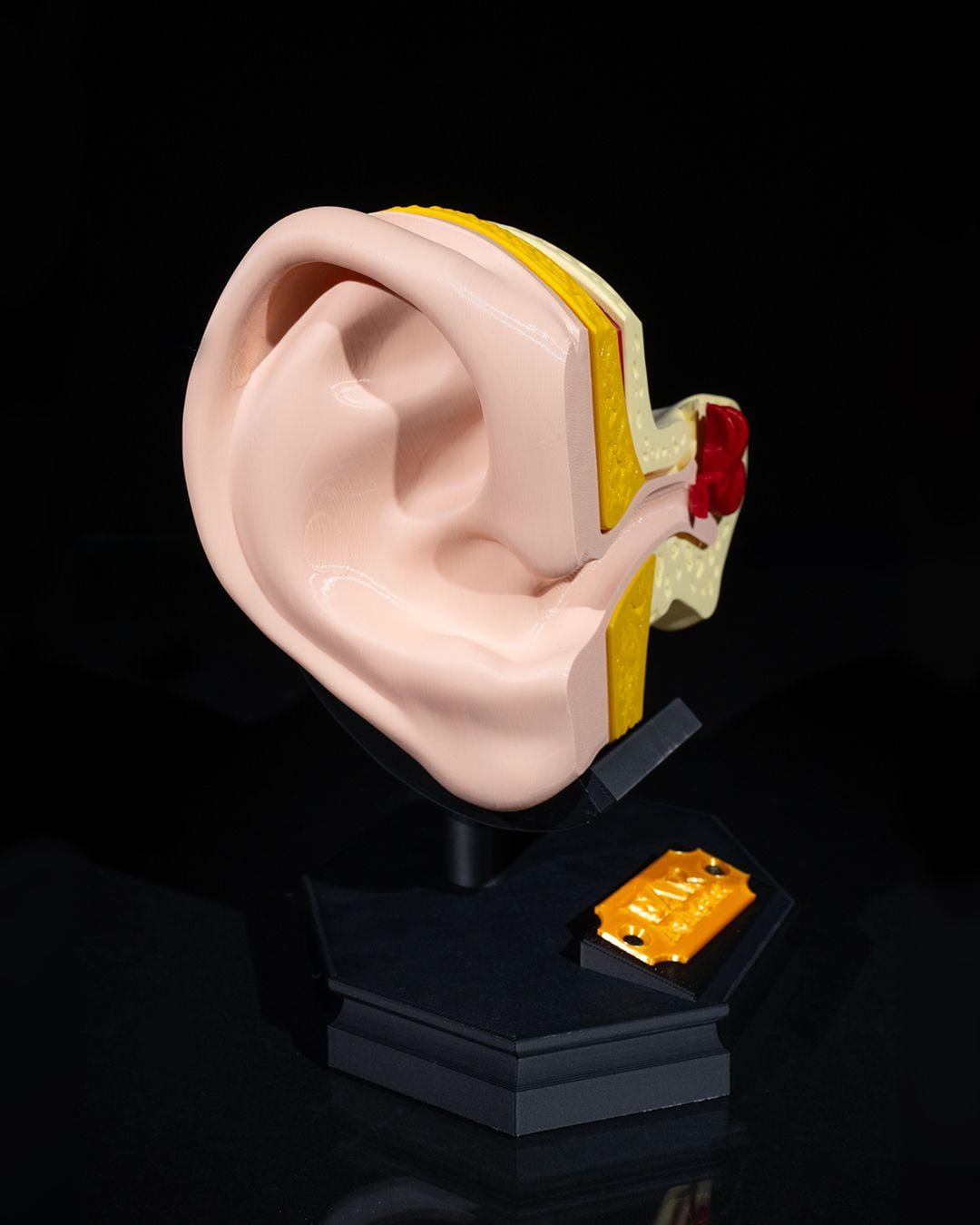 3D Printed Outer and Inner Ear Model: Biology Education - Etsy