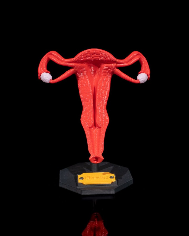 Female Uterus Model 3D Print | Reproductive System Replica - Etsy