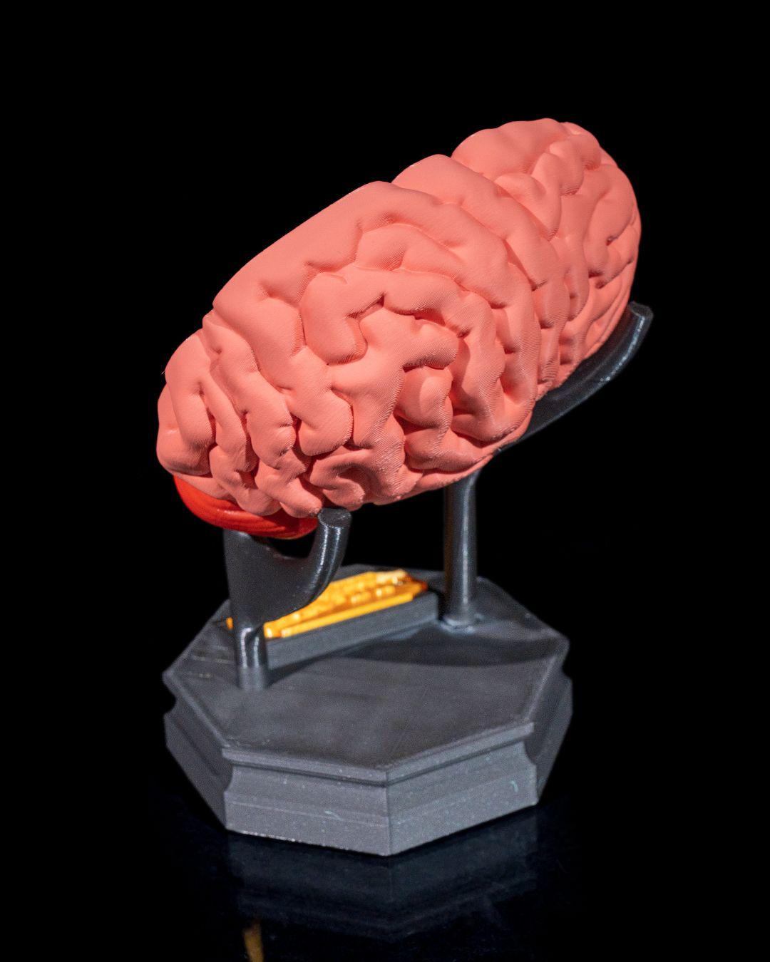 3D Printed Human Brain Model: Anatomical Replica, Science Education - Etsy