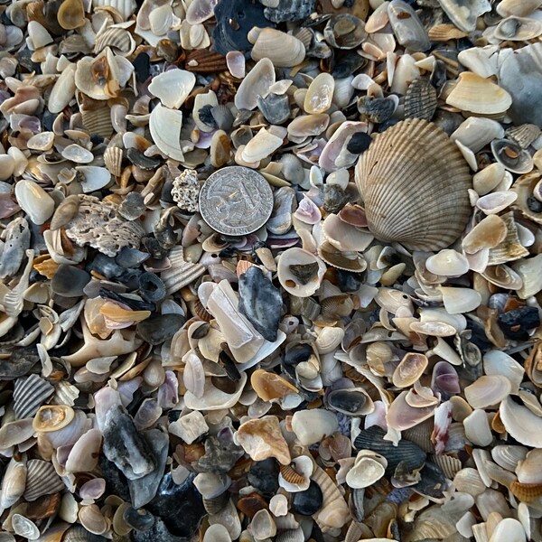 Broken Shells - Etsy